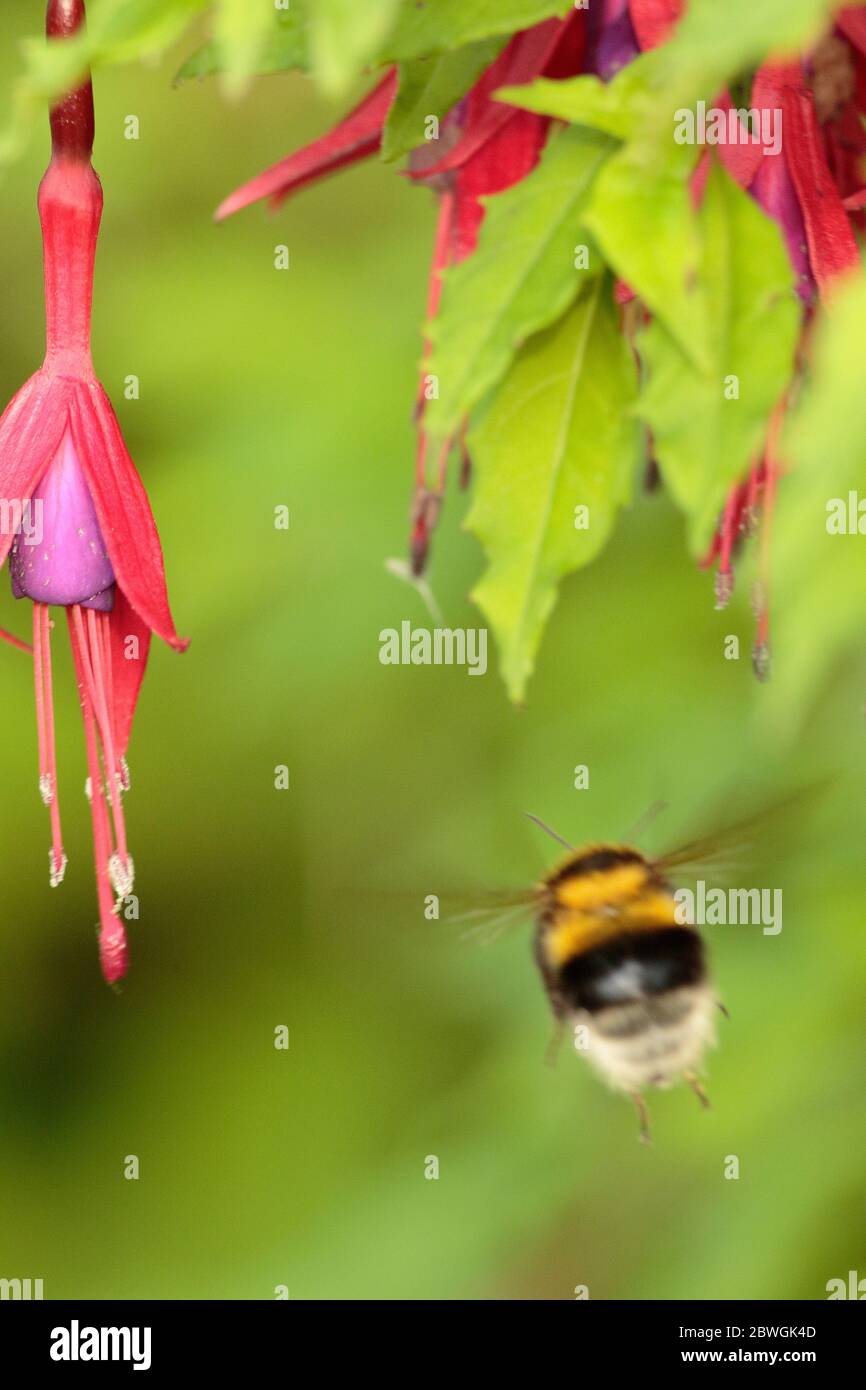 Photographing bees hi-res stock photography and images - Alamy