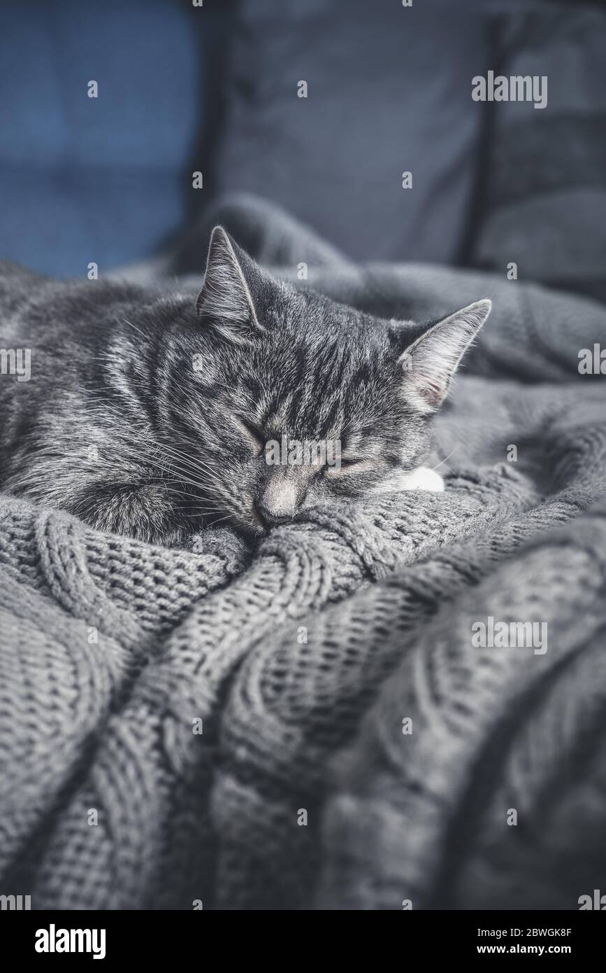 Grey cat sleeping hi-res stock photography and images - Alamy