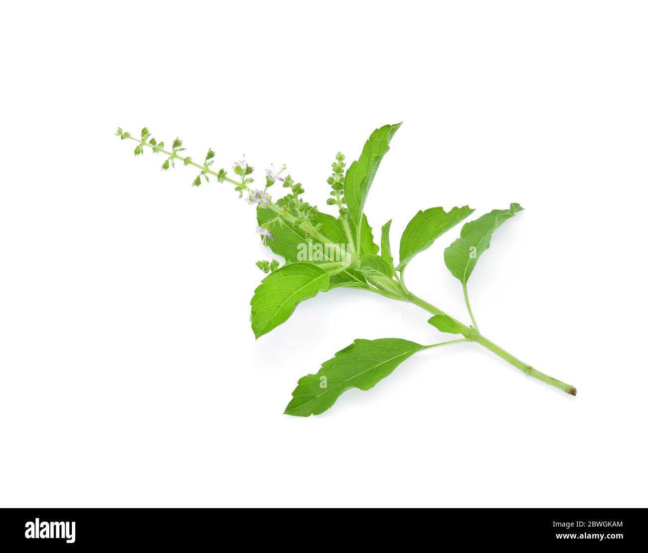 Thulasi flower hi-res stock photography and images - Alamy