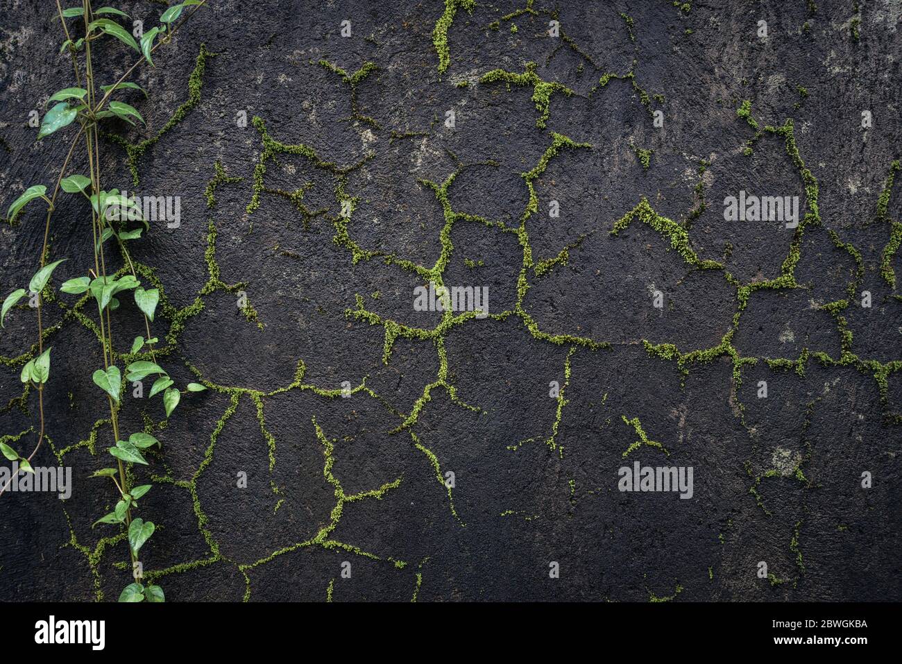Black stone wall overgrown with moss with a tree branches Stock Photo ...