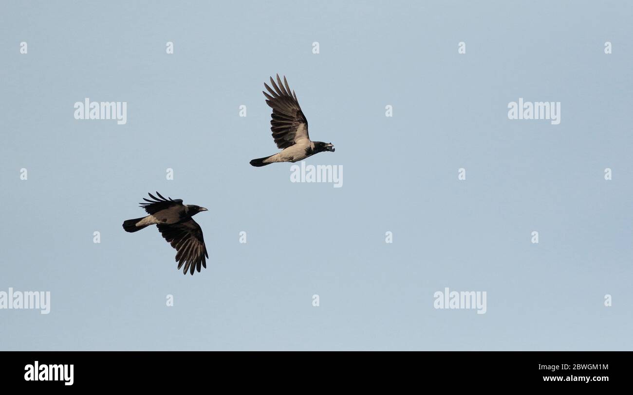 Crows eye hi-res stock photography and images - Alamy