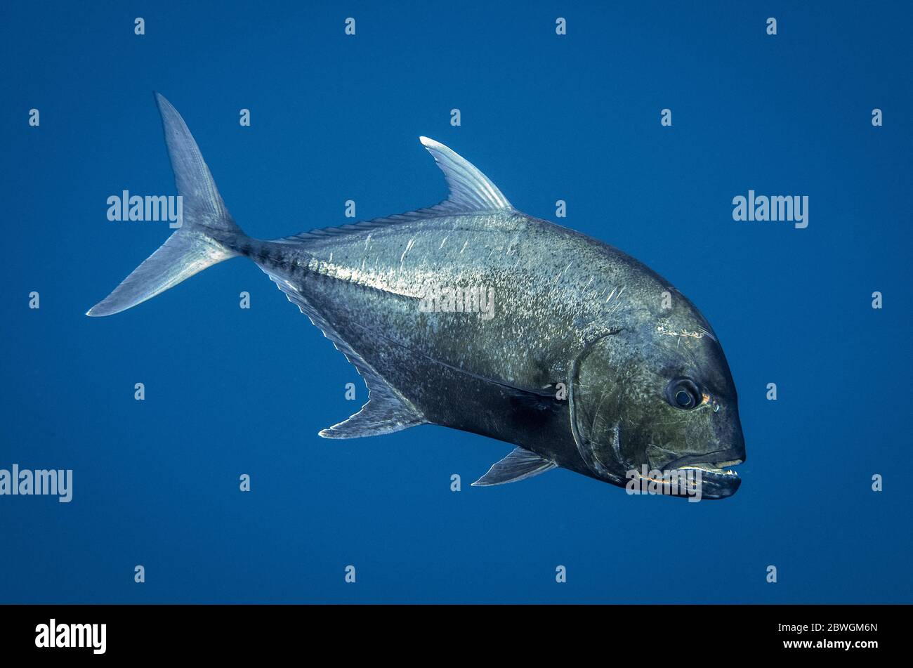 Giant Trevally, Caranx ignobilis, Antichovy dive site, Misool Island ...