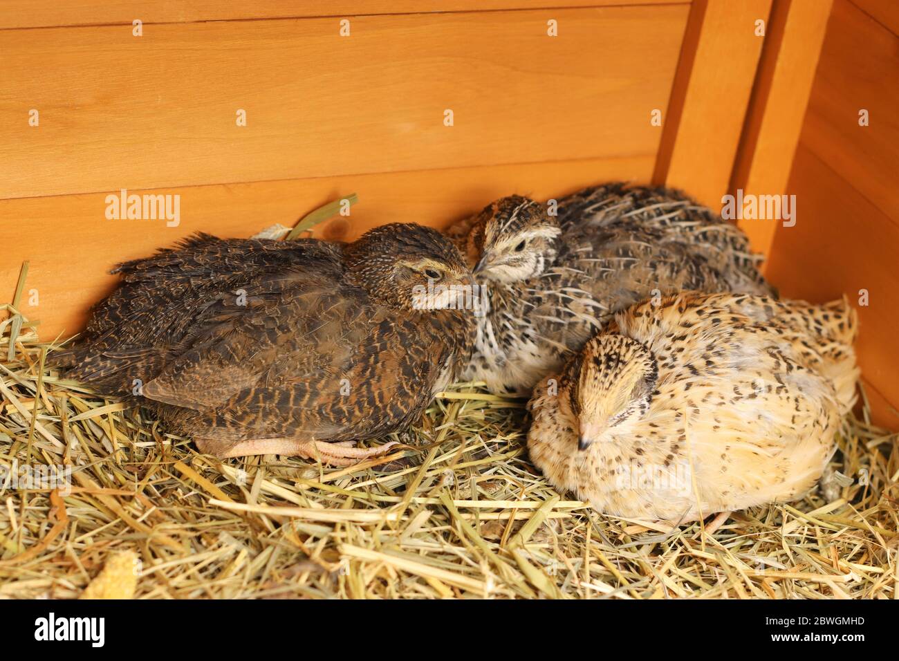 Japanese quail coturnix coturnix japonica hi-res stock photography and ...