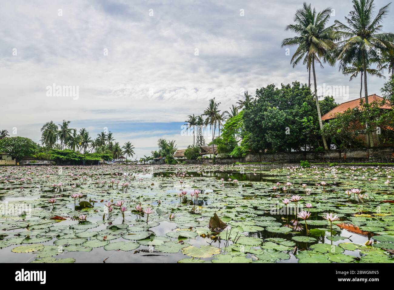 Beautiful Lotus Lagoon pond surrounded by tropical palm trees in ...