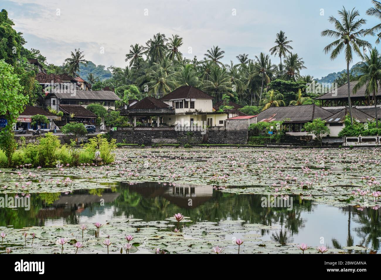 BALI, INDONESIA - JANUARY 15, 2018: Beautiful Lotus Lagoon pond ...