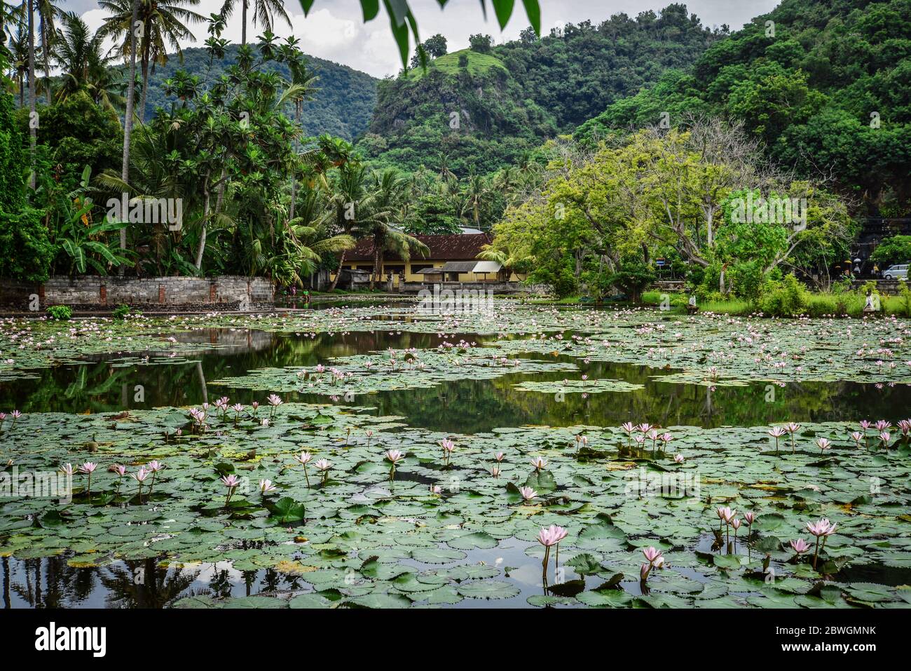 Beautiful Lotus Lagoon pond surrounded by tropical palm trees in ...