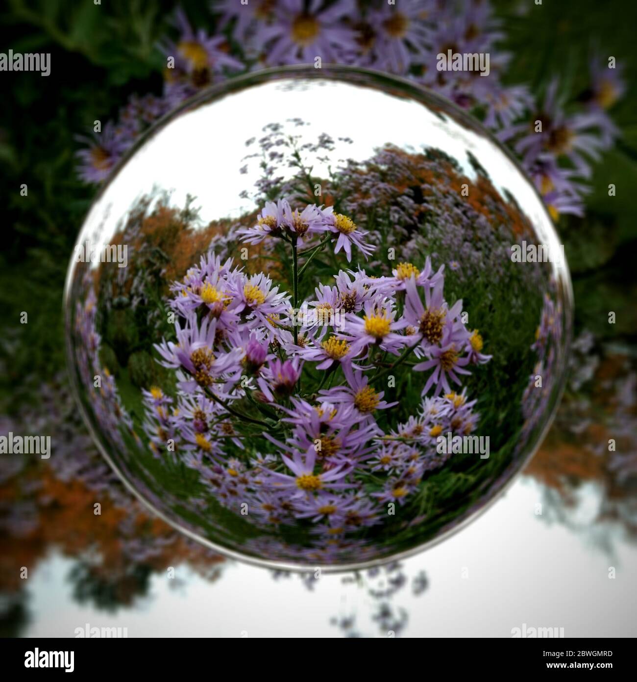 Purple flowers reflects in crystal ball Stock Photo - Alamy