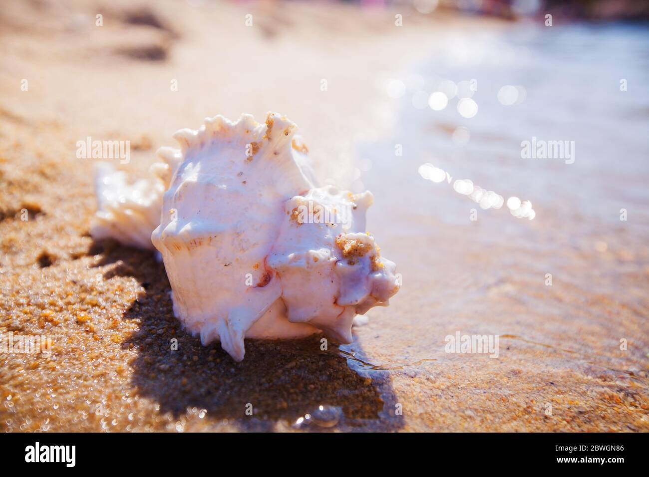 Summer vacation concept. Beautiful big Seashell on the sandy beach ...