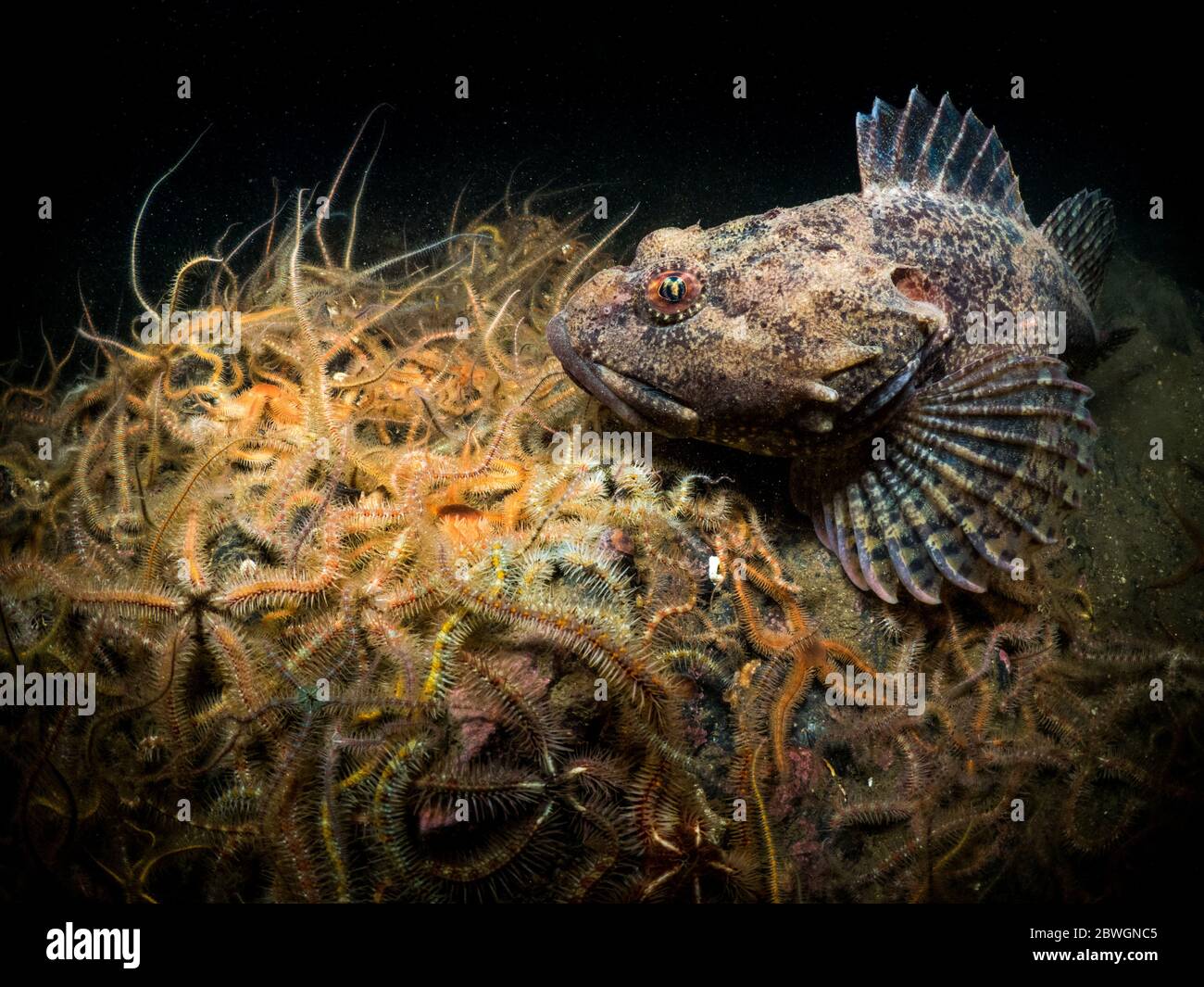 Scorpionfish Resting on a reef of Brittlestars in Loch Leven, Scotland ...