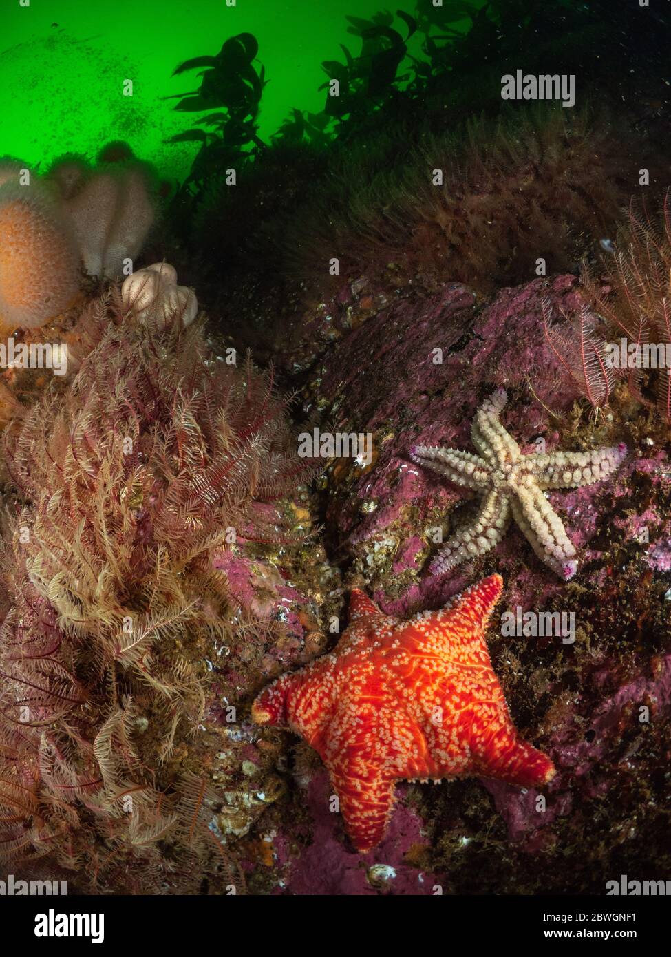 Scottish sea underwater hi-res stock photography and images - Alamy