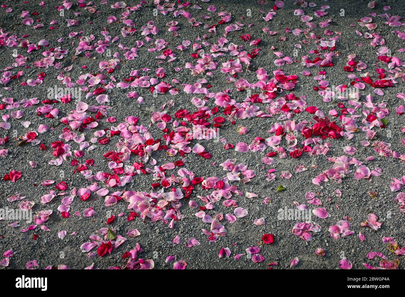 Gravel path with pink and red rose petals Stock Photo - Alamy