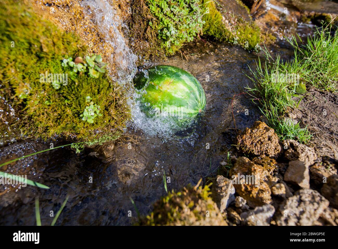 Watermelon cooling at clear spring water , refreshment for summer hot ...
