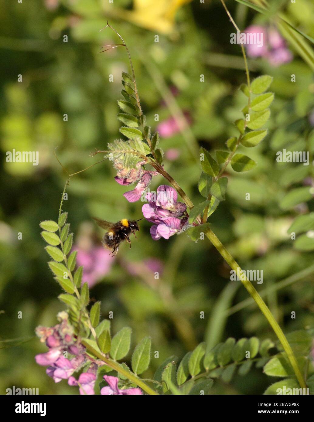 Bumblebee in yellow stamen hi-res stock photography and images - Alamy