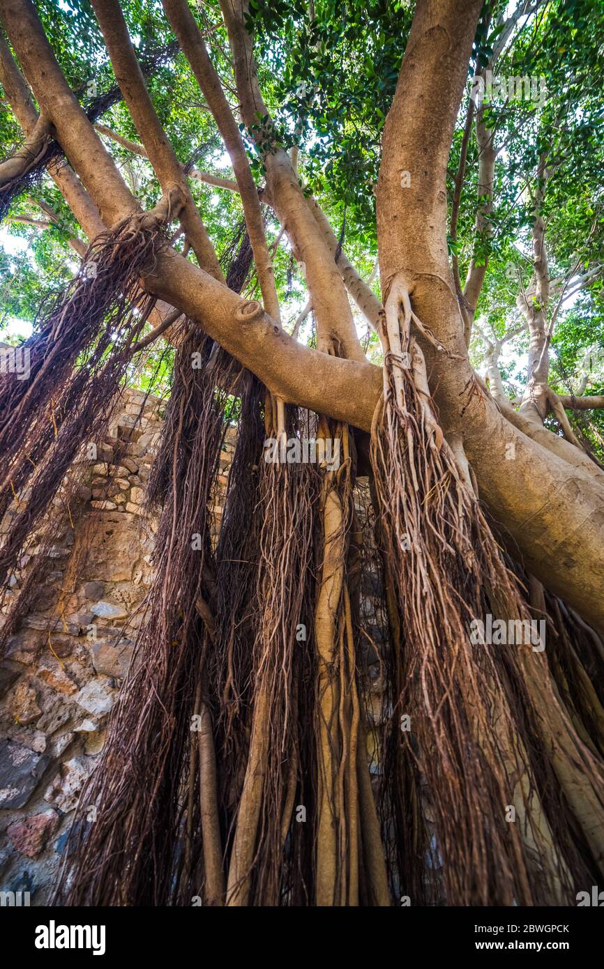 Roots of a tree in Cartagena, Spain, vertical image Stock Photo - Alamy