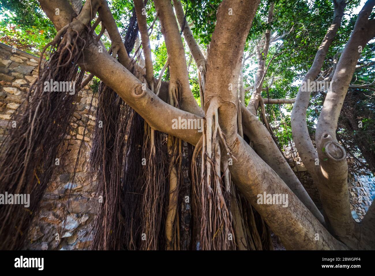 Roots of a tree in Cartagena, Spain Stock Photo - Alamy