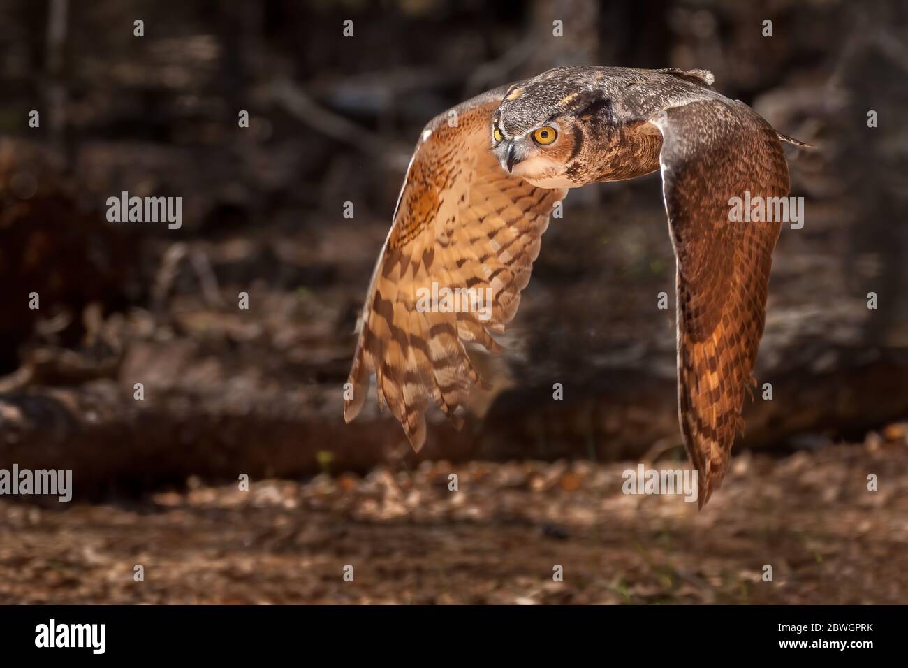A great horned owl flying through the forest Stock Photo - Alamy