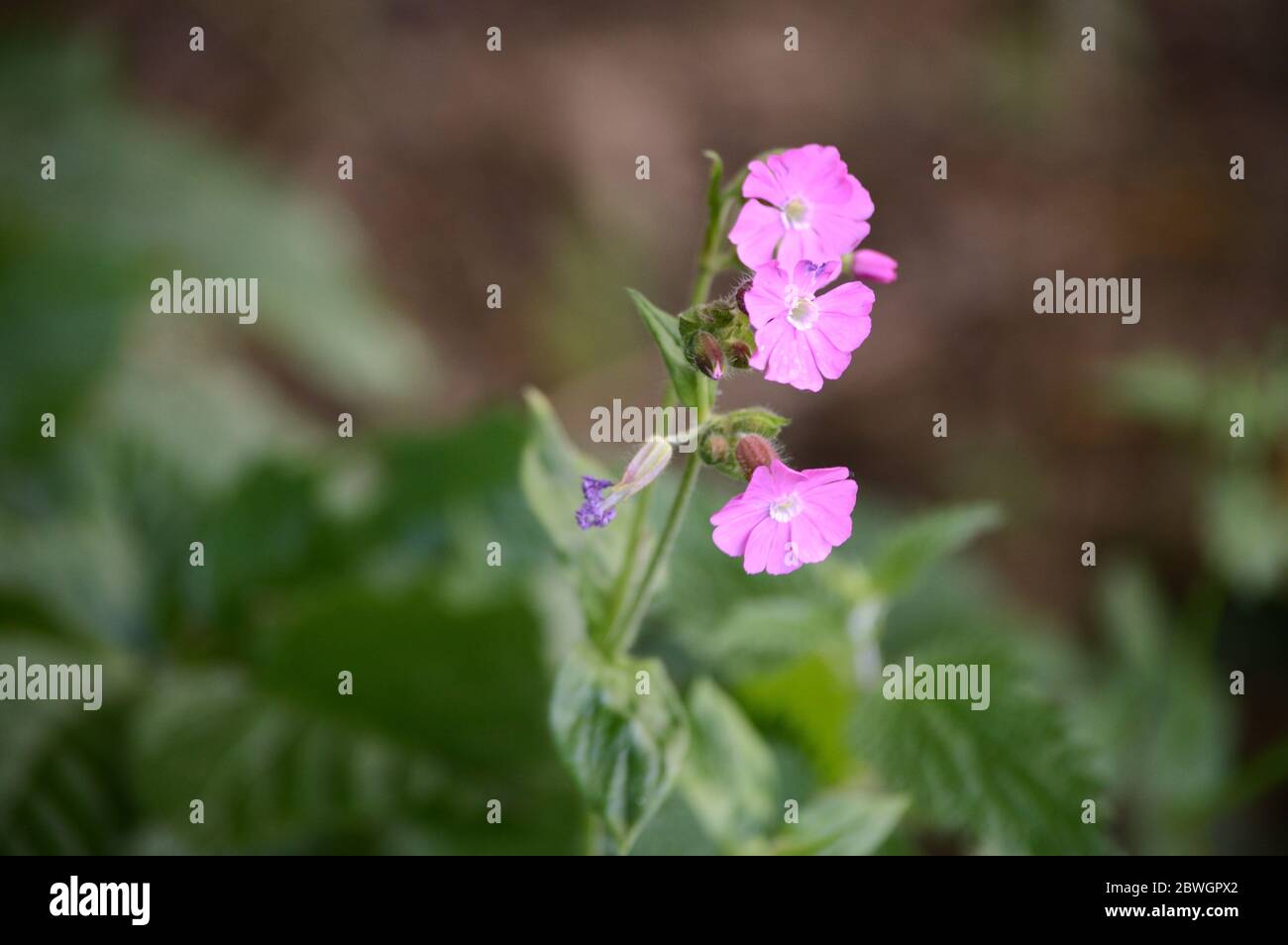 Pink little flower hi-res stock photography and images - Alamy