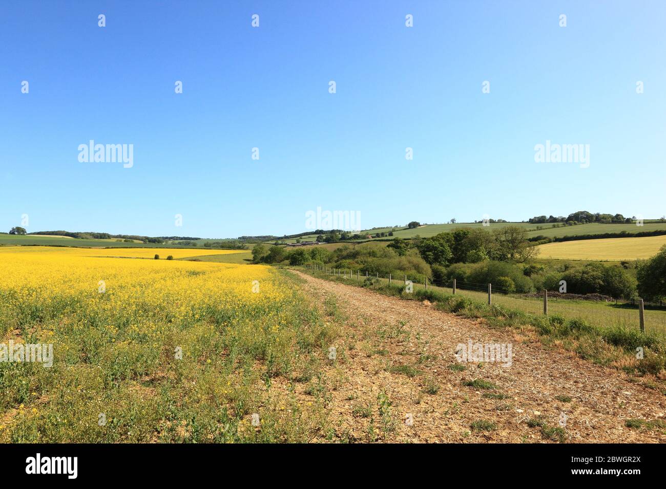 Dry farmland with fields of yellow flowered Rapeseed, trees and ...