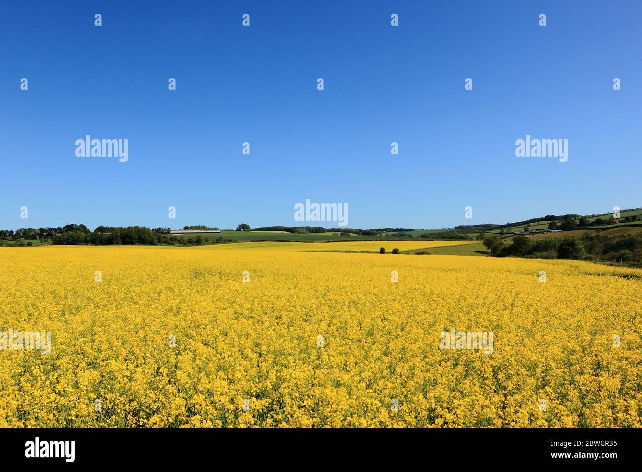 Golden yellow fields of flowering rapeseed crops in the scenic ...
