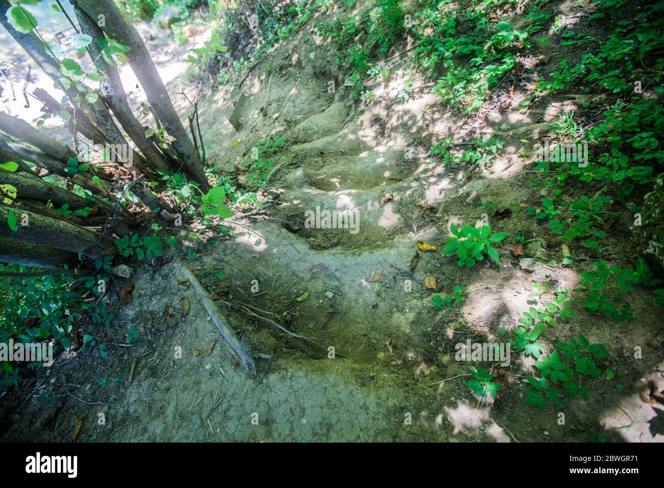 Earthen stairs in the forest. Ready for adventure Stock Photo - Alamy