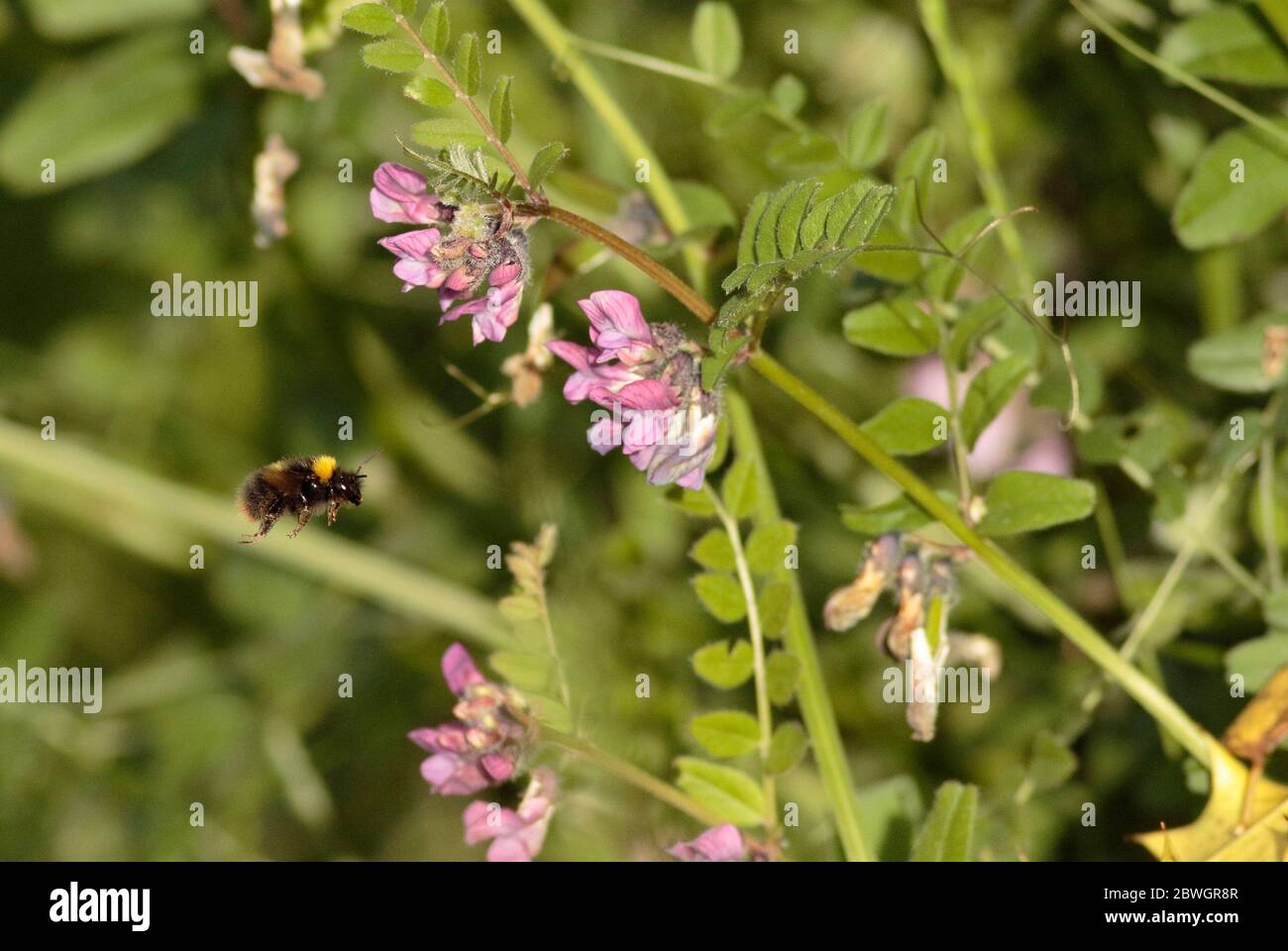 Bumblebee foraging on Vetch Stock Photo - Alamy