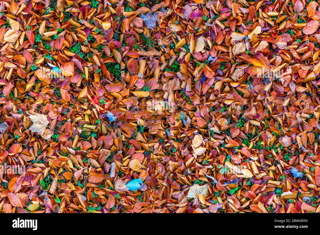 Autumn foliage seamless background. Fallen leaves tile Stock Photo - Alamy