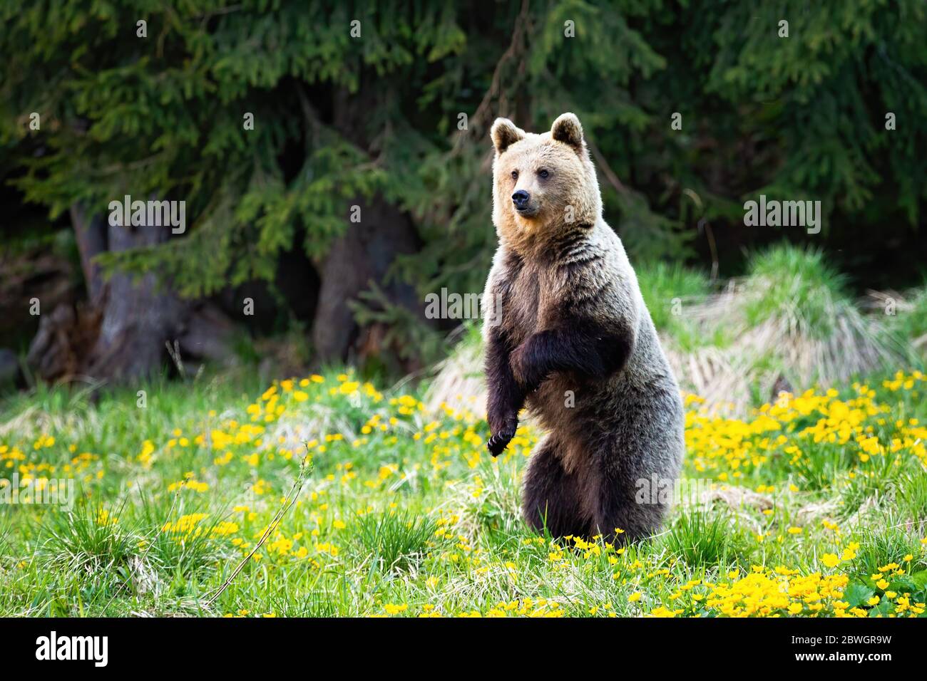 Surprised brown bear standing on rear leg in vertical position in ...