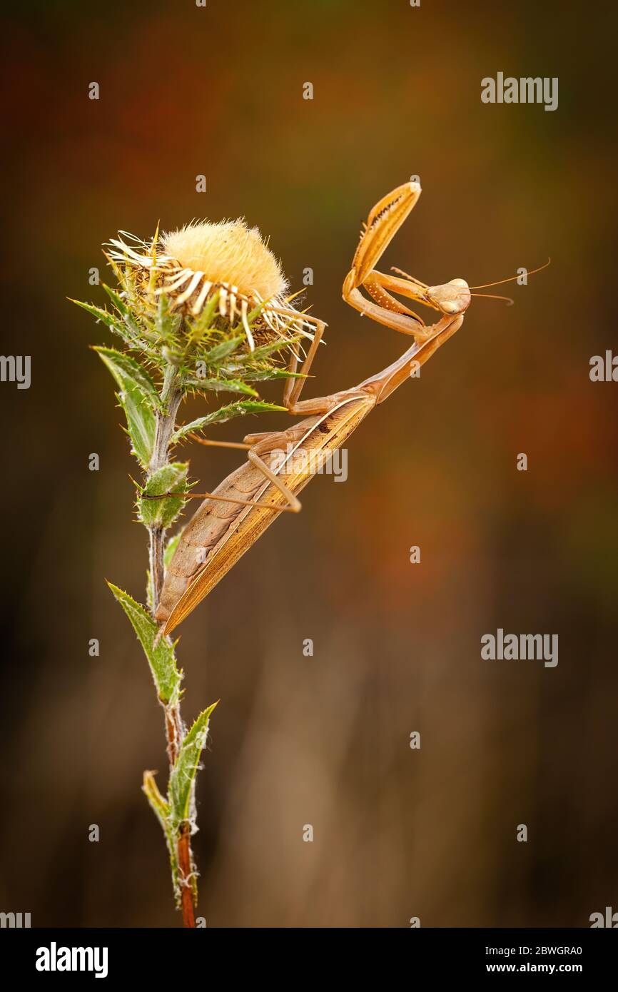 European mantis standing on a wildflower with joined front legs in ...