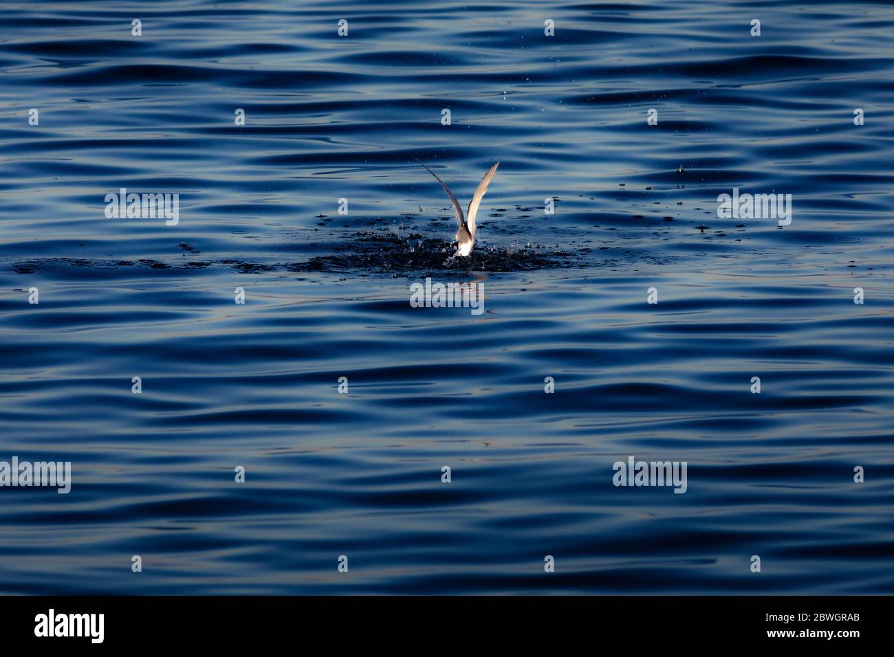 A tern, diving for food in Weymouth Bay, Dorset. Picture date ...