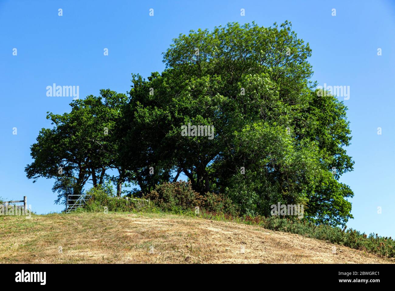copse on hill, Agricultural Field, Agriculture, Beauty In Nature, Cloud ...