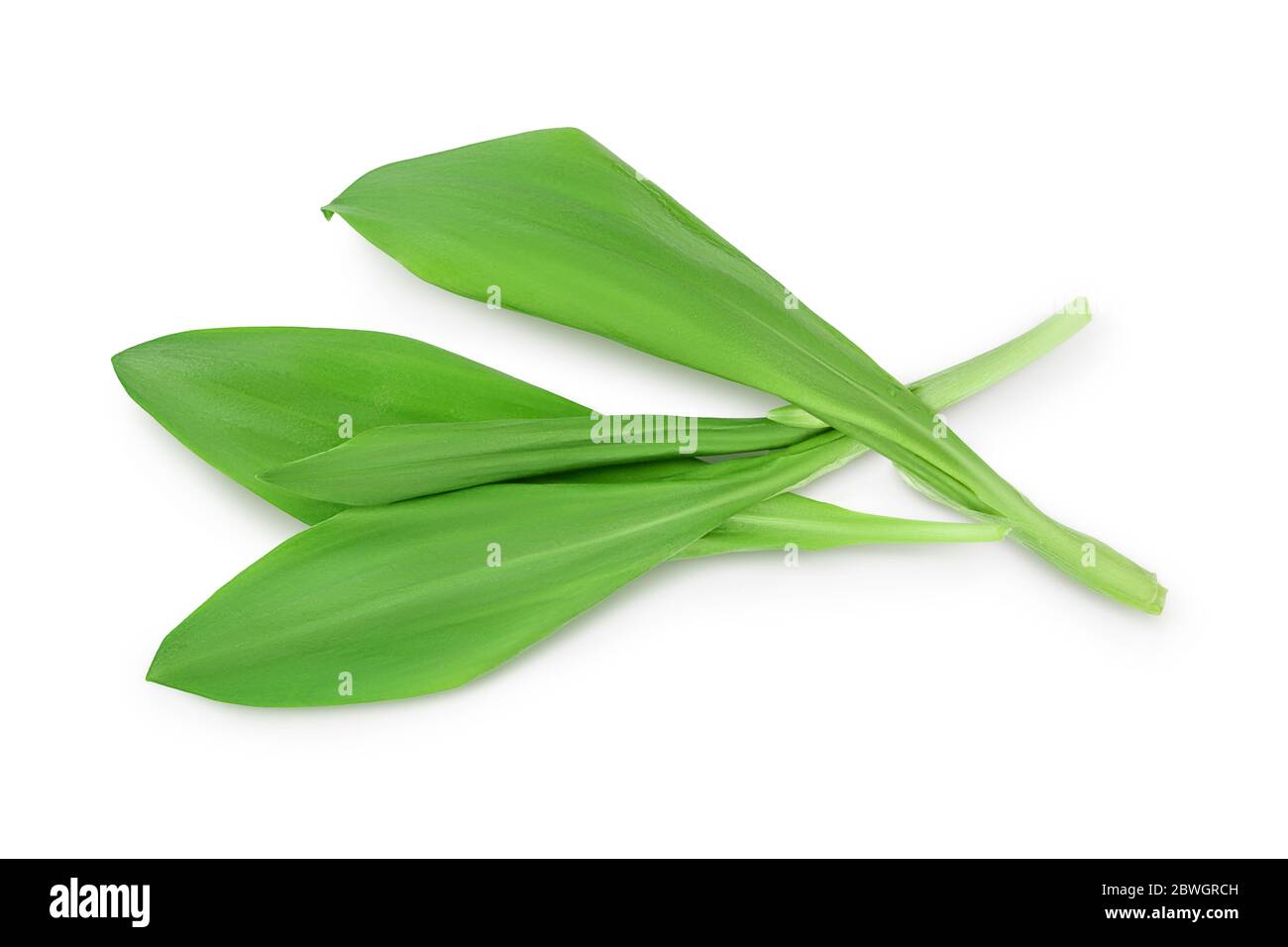 Ramson leaves isolated on white background with clipping path and full ...