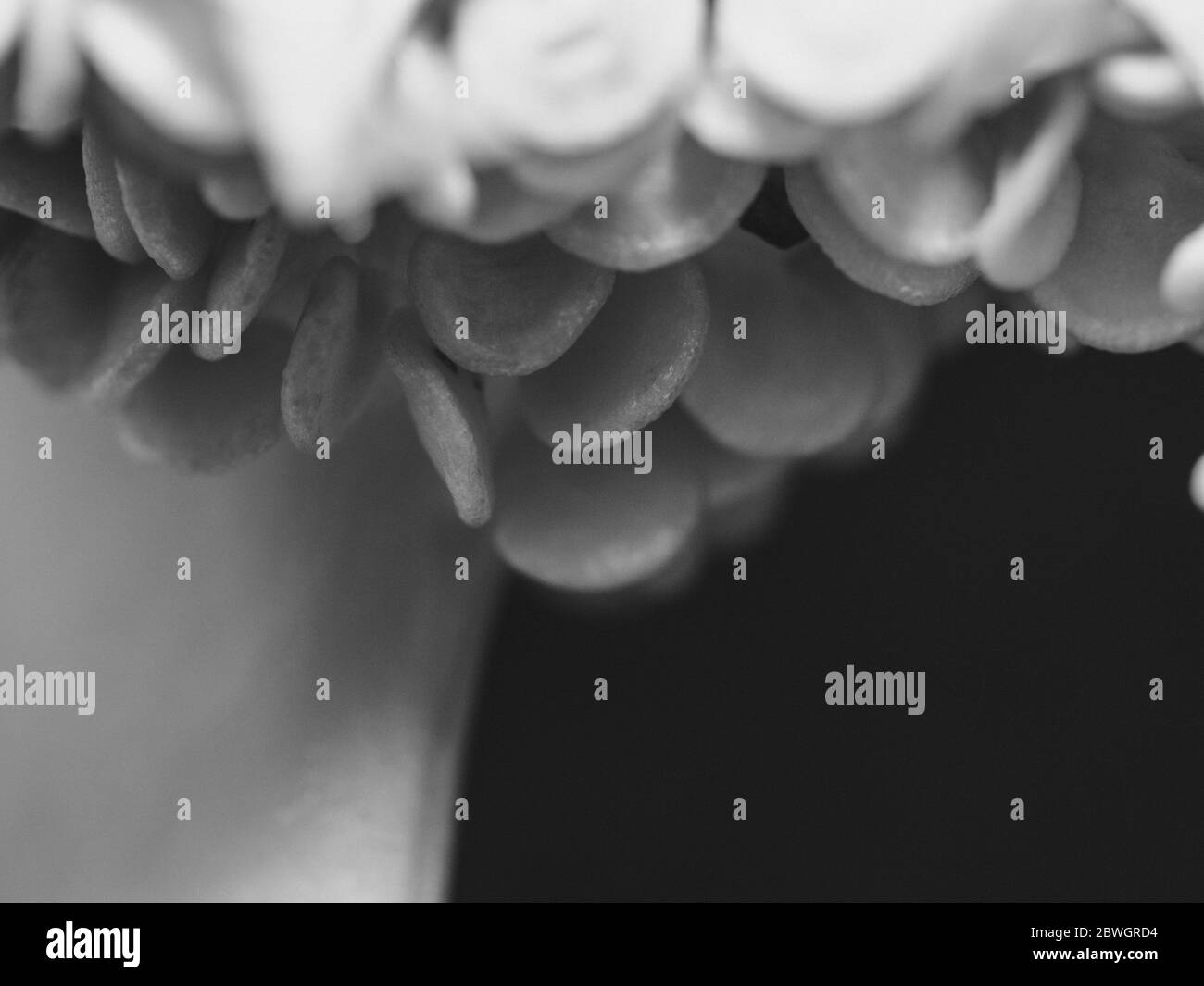 Close seed Black and White Stock Photos & Images - Alamy