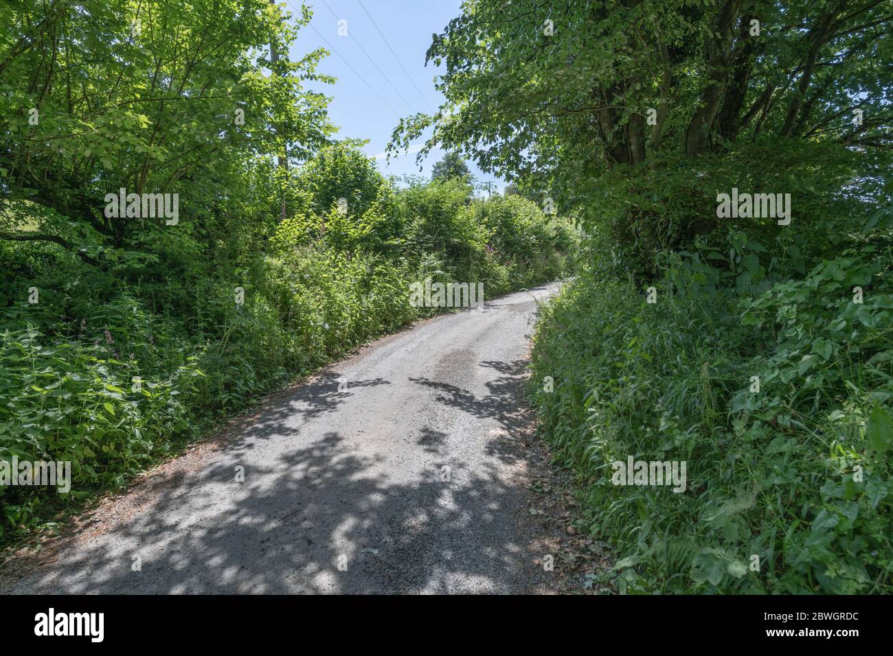 Sunny Cornish rural road vanishing into the distance. Metaphor what ...