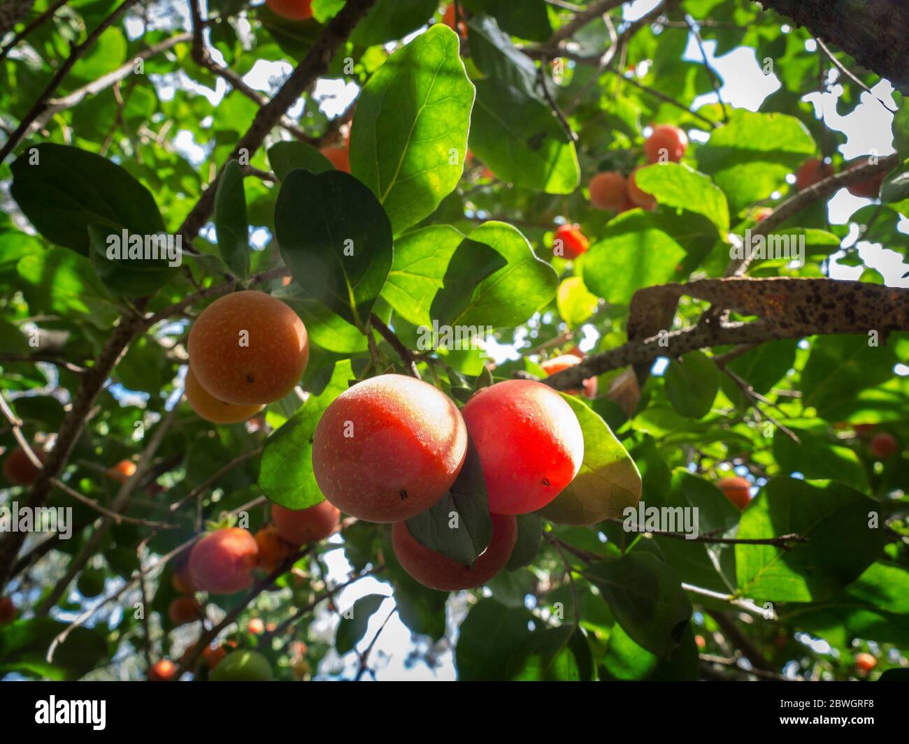 wild Chinese cherry Stock Photo - Alamy