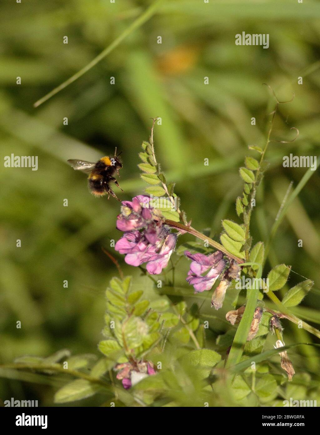 Freeze action photography hi-res stock photography and images - Alamy