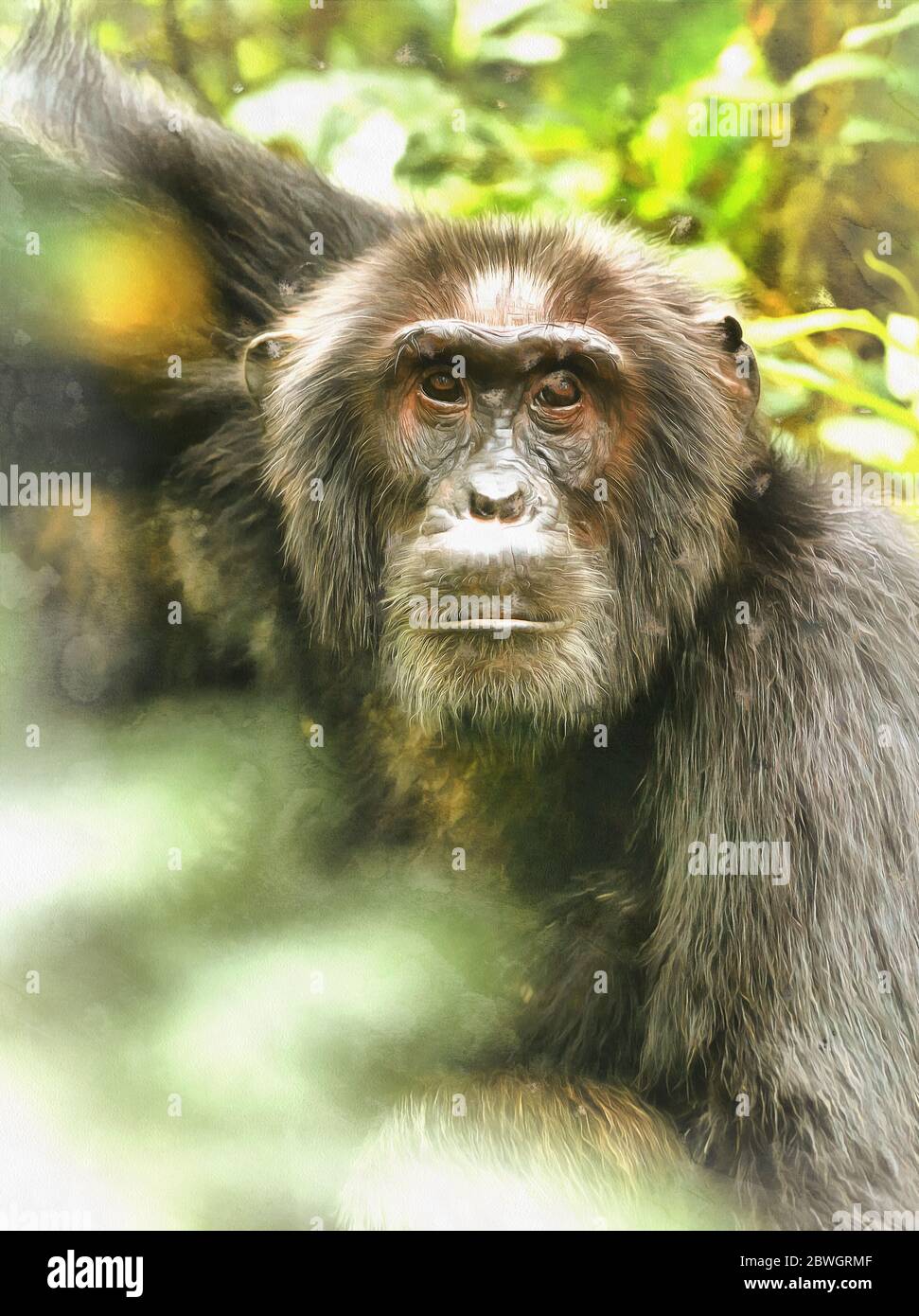 Artistic chimpanzee hi-res stock photography and images - Alamy
