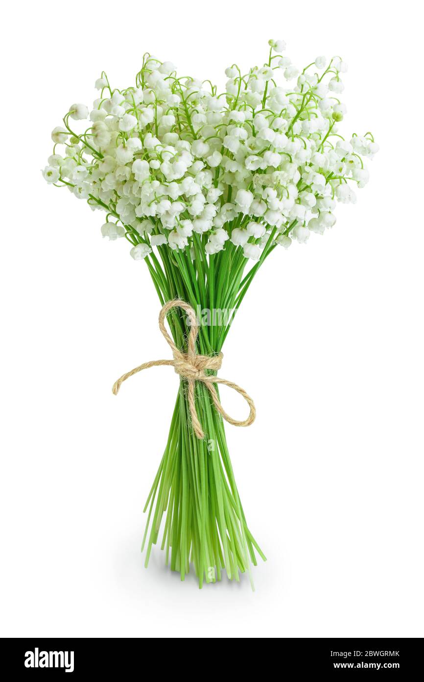 Lilly of the valley flowers isolated on white background with clipping ...