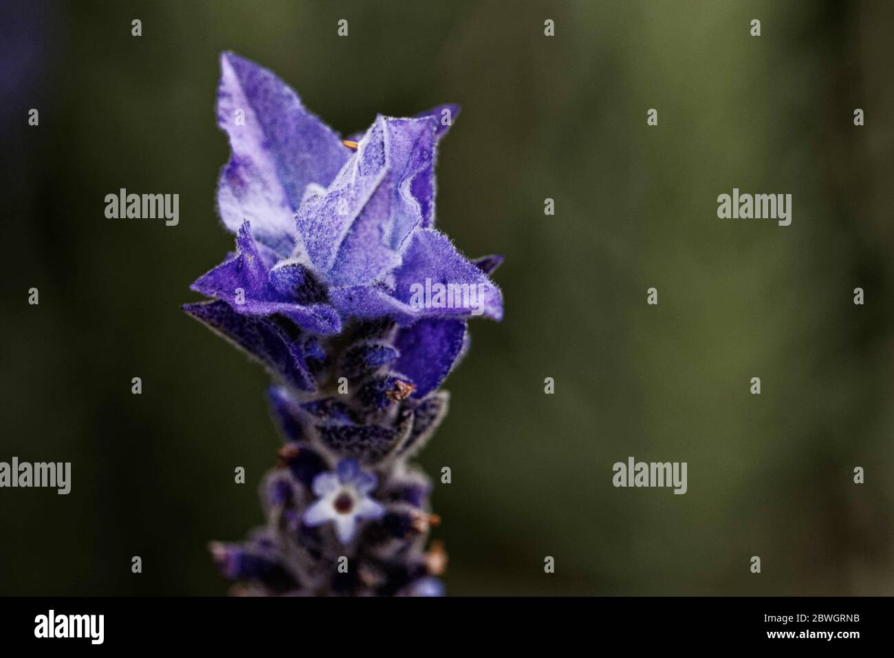 Lavandula dentata, fringed lavender or French lavender, is a species of ...