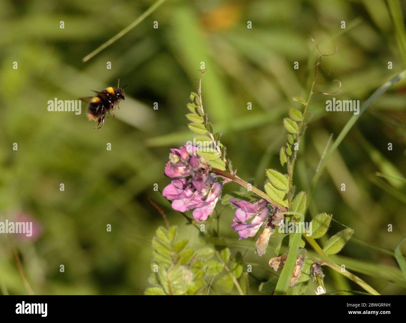 Bumblebee foraging on Vetch Stock Photo - Alamy
