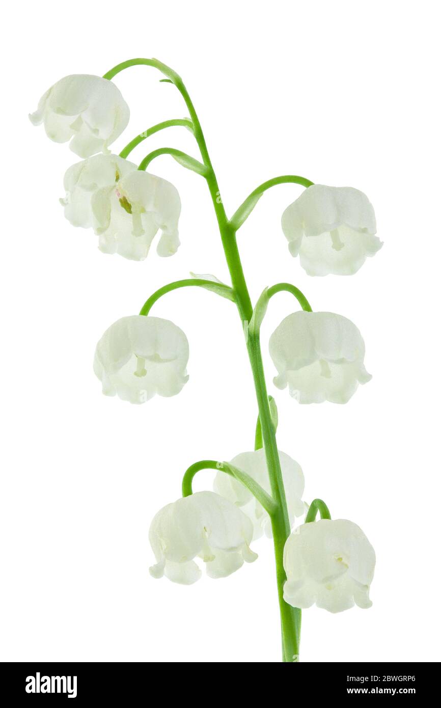 Lilly of the valley flowers isolated on white background with clipping ...