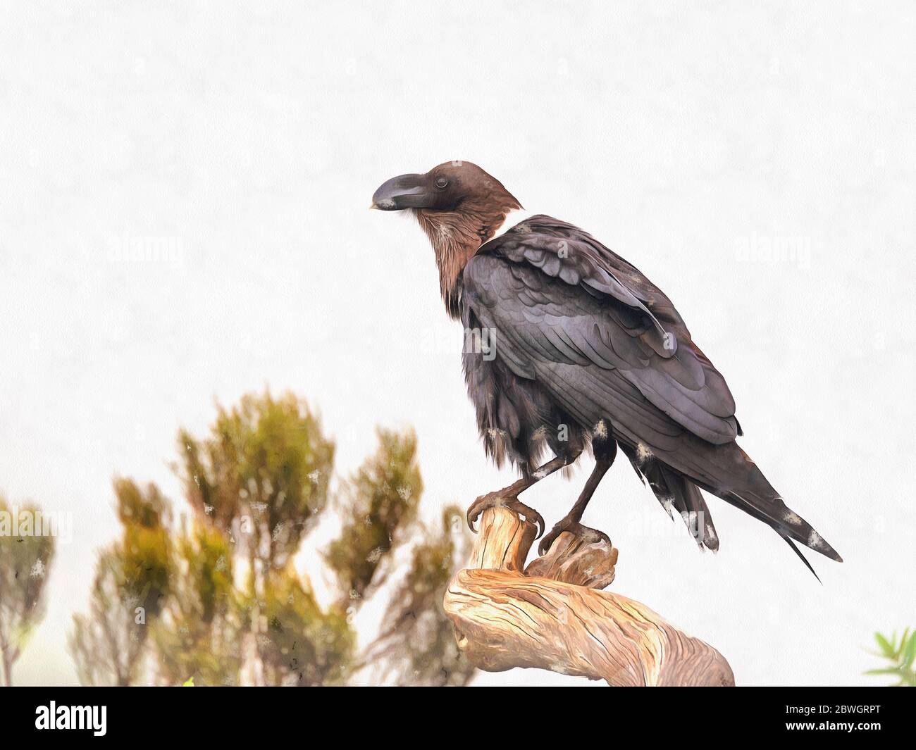 Thick-billed raven colorful painting, Corvus crassirostris, Mgahinga ...