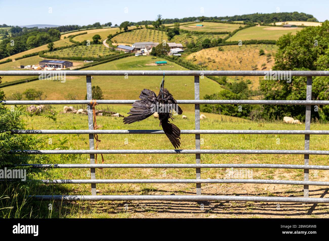 Dead crow hi-res stock photography and images - Alamy