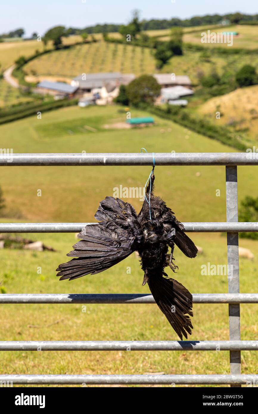 Dead crow hi-res stock photography and images - Alamy