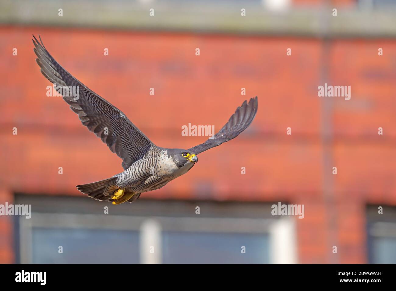 Peregrine falcon wings open hi-res stock photography and images - Alamy