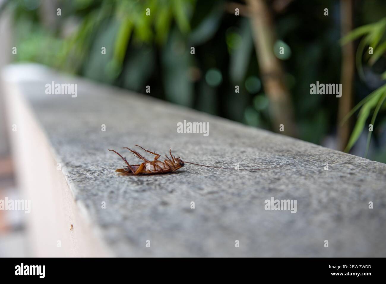 Dirty creature hi-res stock photography and images - Alamy