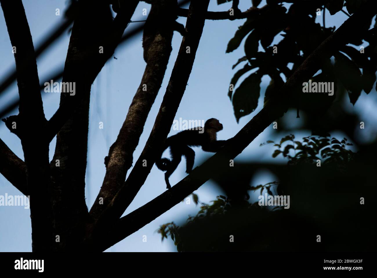 Arenal volcano national park animal hi-res stock photography and images ...