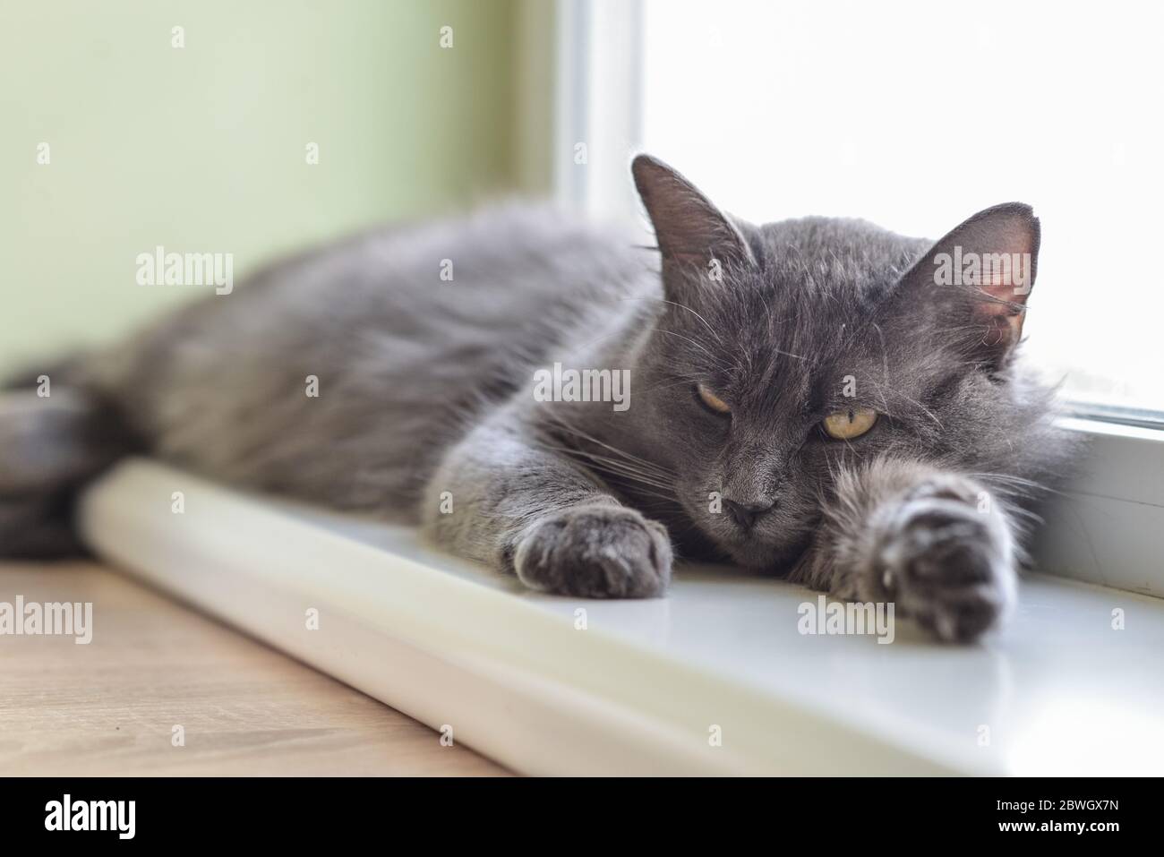 Gray cat Nebelung cat is lying on the windowsill at home. Nebelung-a ...