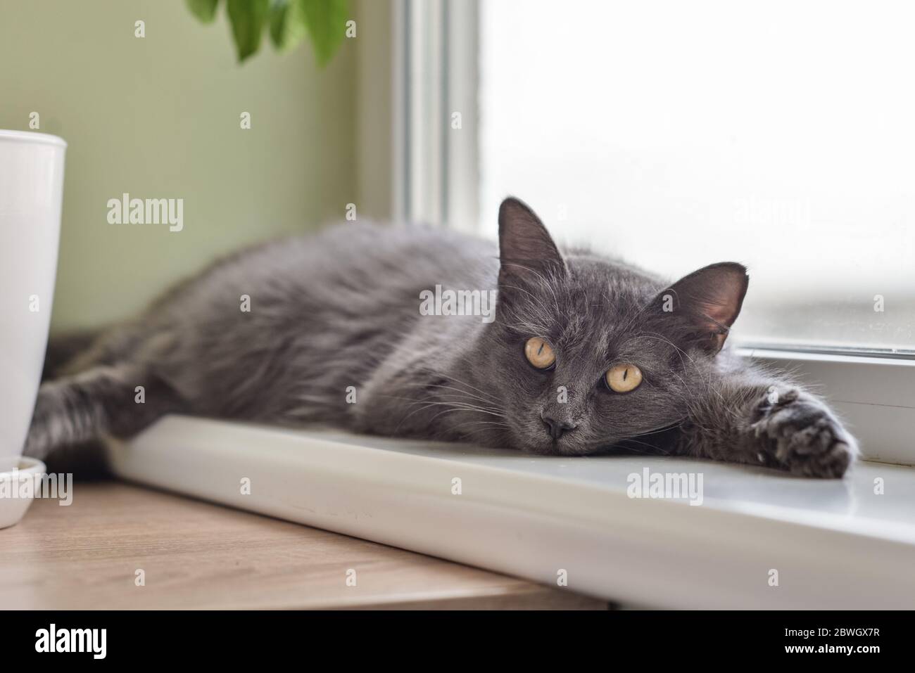 Gray cat Nebelung cat is lying on the windowsill at home. Nebelung-a ...