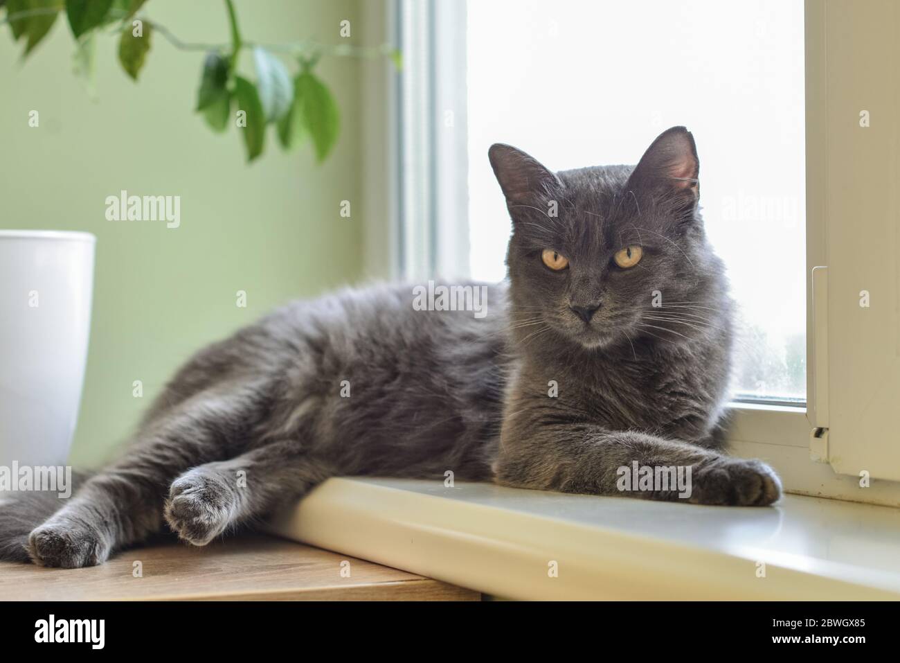 Gray cat Nebelung cat is lying on the windowsill at home. Nebelung-a ...