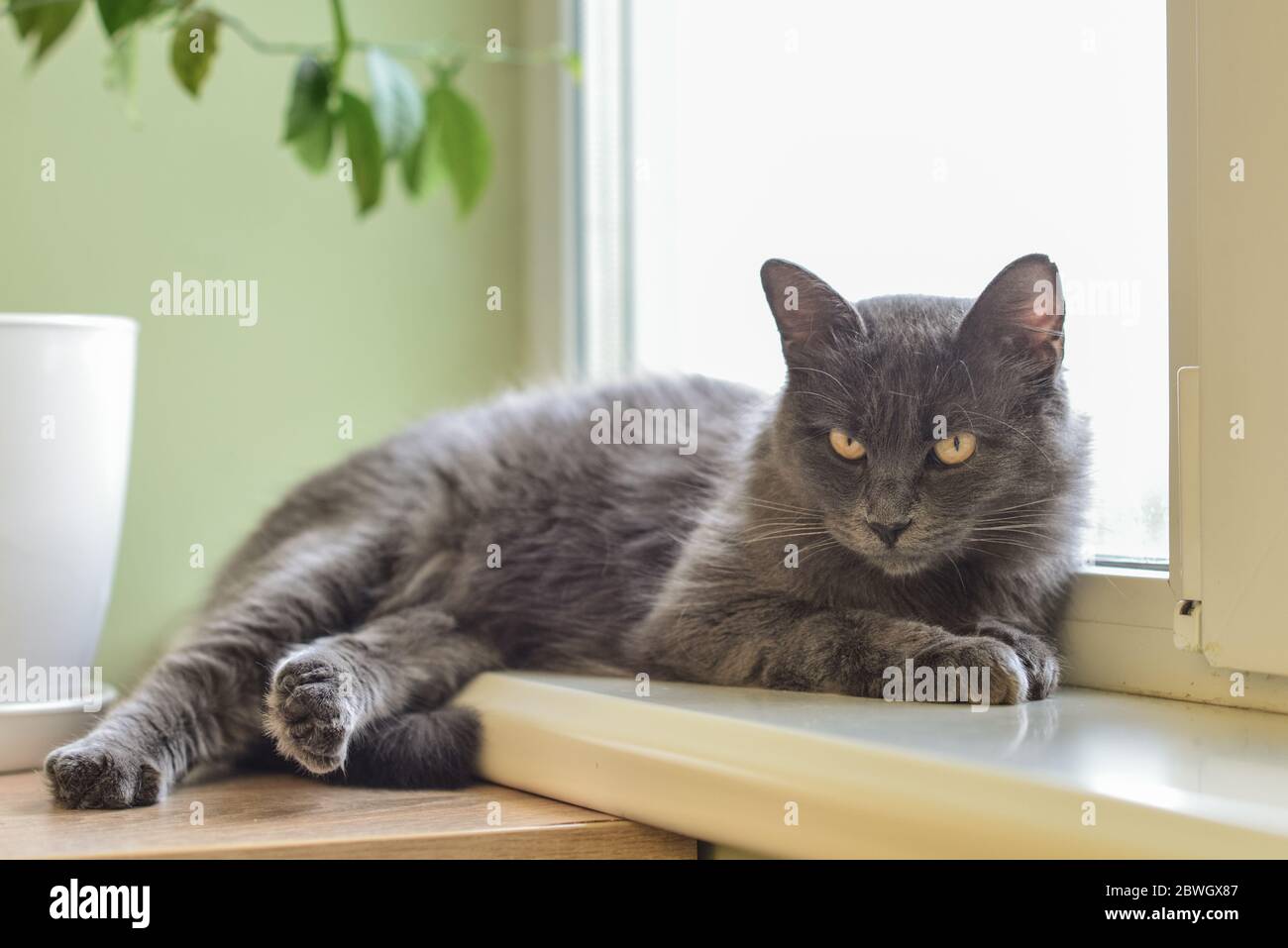 Gray cat Nebelung cat is lying on the windowsill at home. Nebelung-a ...